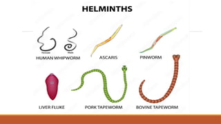 Parasite and parasitism, classification of protozoans & helminths- II.pptx