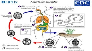 Parasite and parasitism, classification of protozoans & helminths- II.pptx