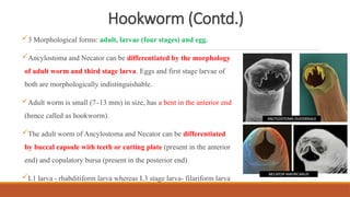 Parasite and parasitism, classification of protozoans & helminths- II.pptx
