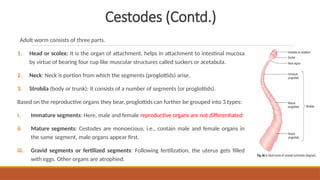 Parasite and parasitism, classification of protozoans & helminths- II.pptx