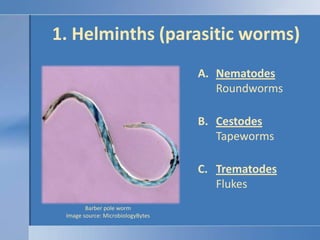 Parasitebiology | PPTX