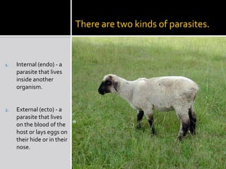Parasite control in sheep | PPTX