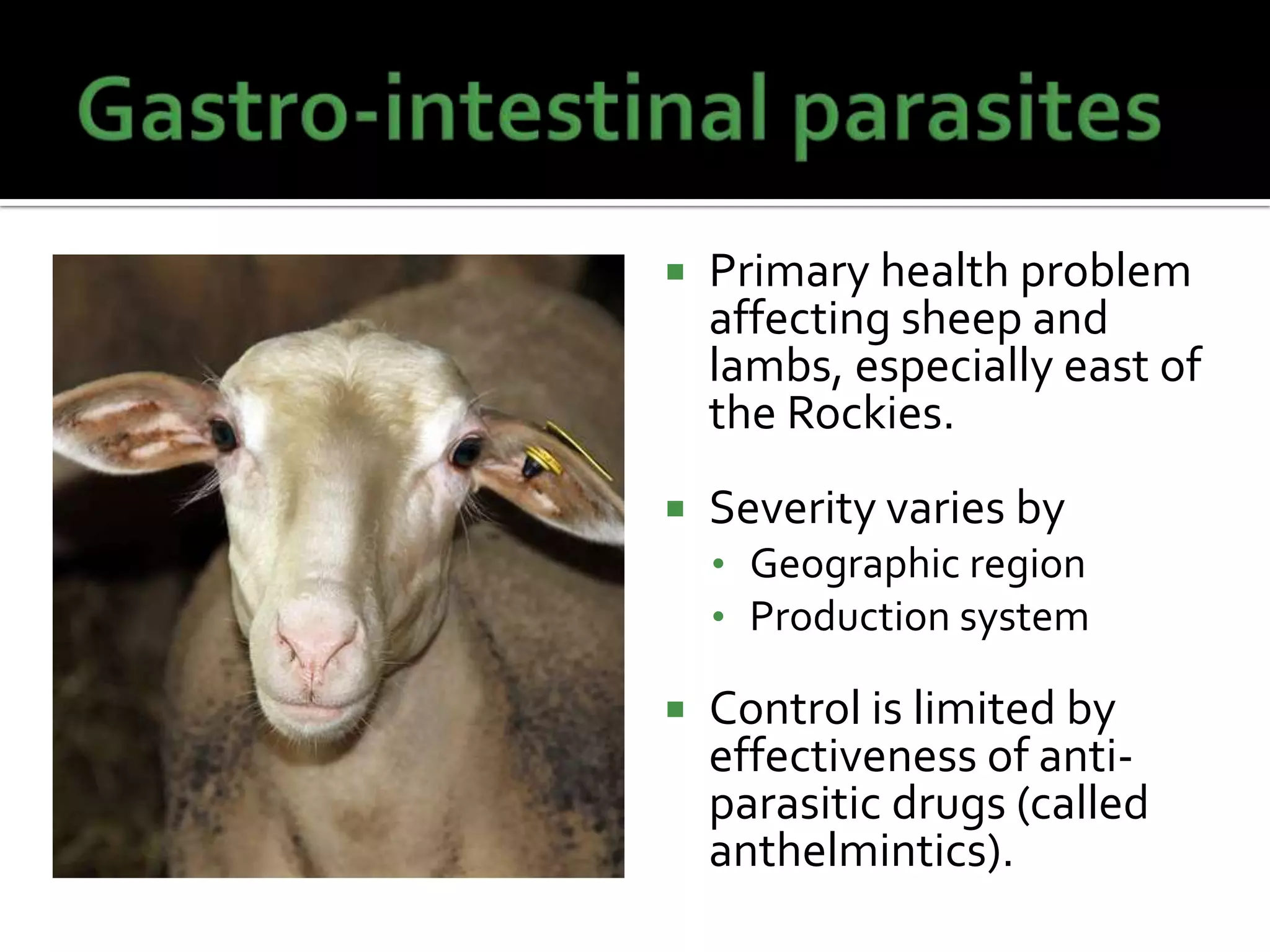 Parasite control in dairy sheep | PPTX