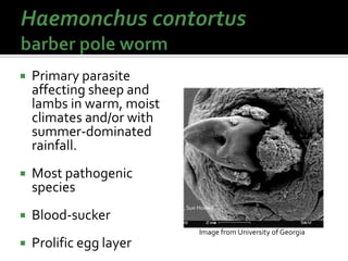 Parasite control in dairy sheep | PPTX
