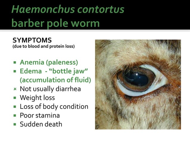 Parasite control in dairy sheep | PPT | Free Download