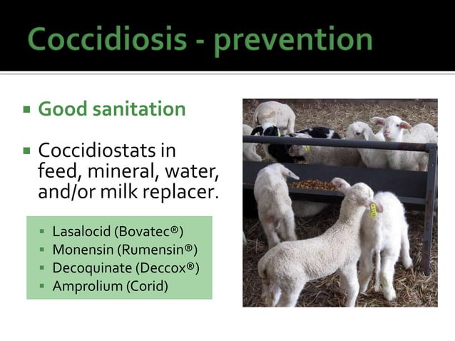 Parasite control in dairy sheep | PPT