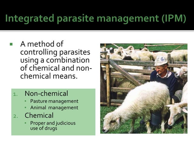 Parasite control in dairy sheep | PPT