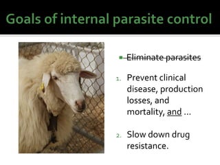 Parasite control in dairy sheep | PPTX