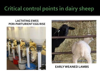 Parasite control in dairy sheep | PPTX