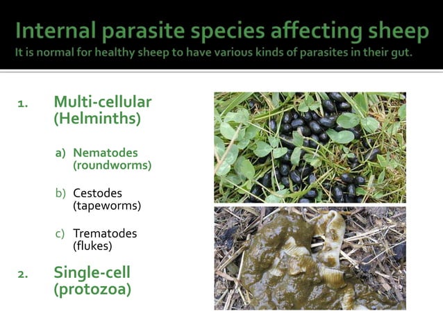 Parasite control in dairy sheep | PPT