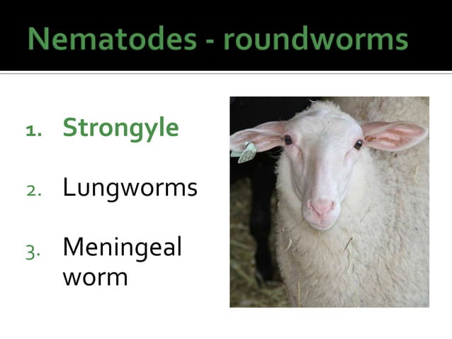Parasite control in dairy sheep | PPT