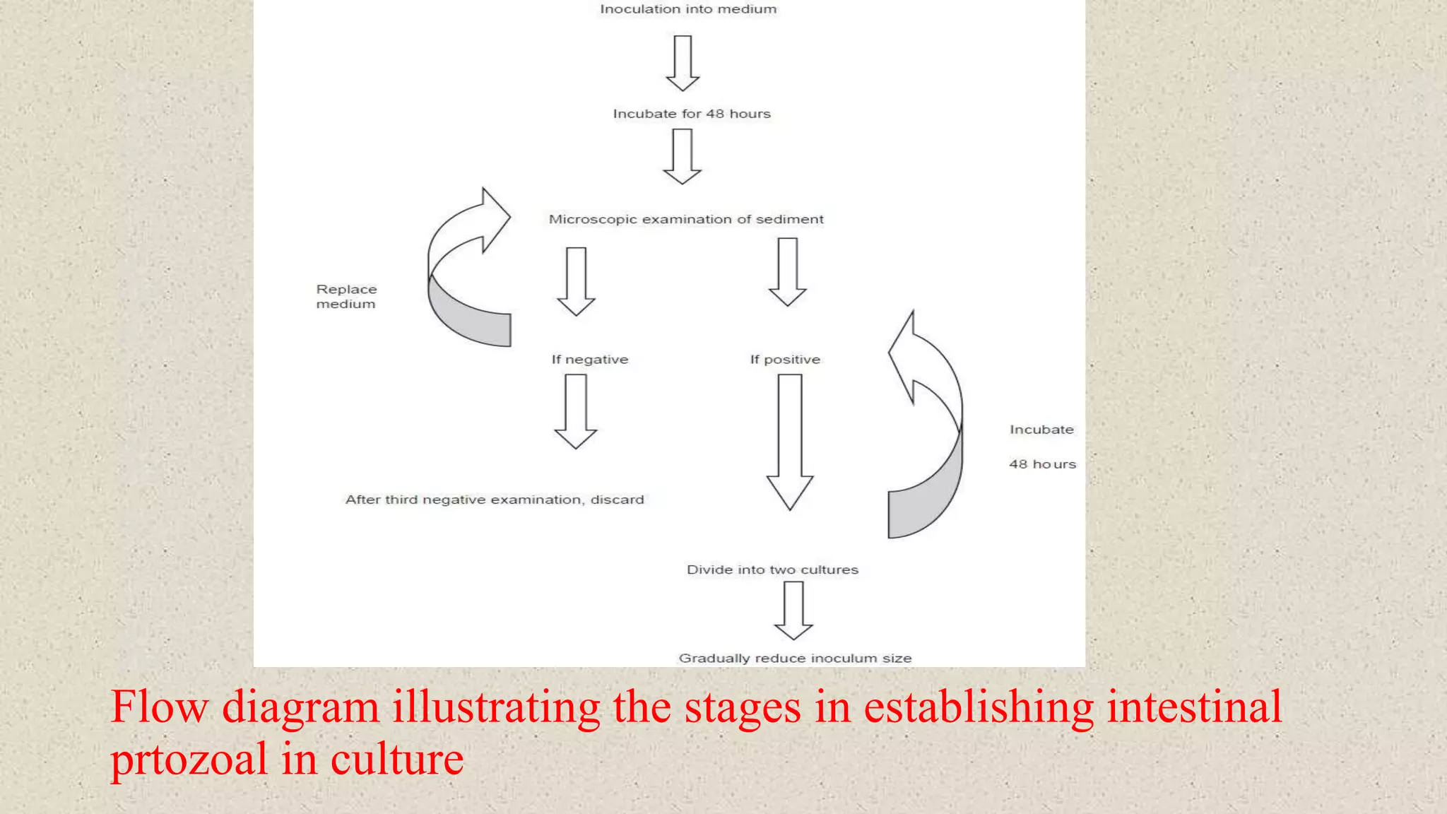 Parasite culture | PPTX