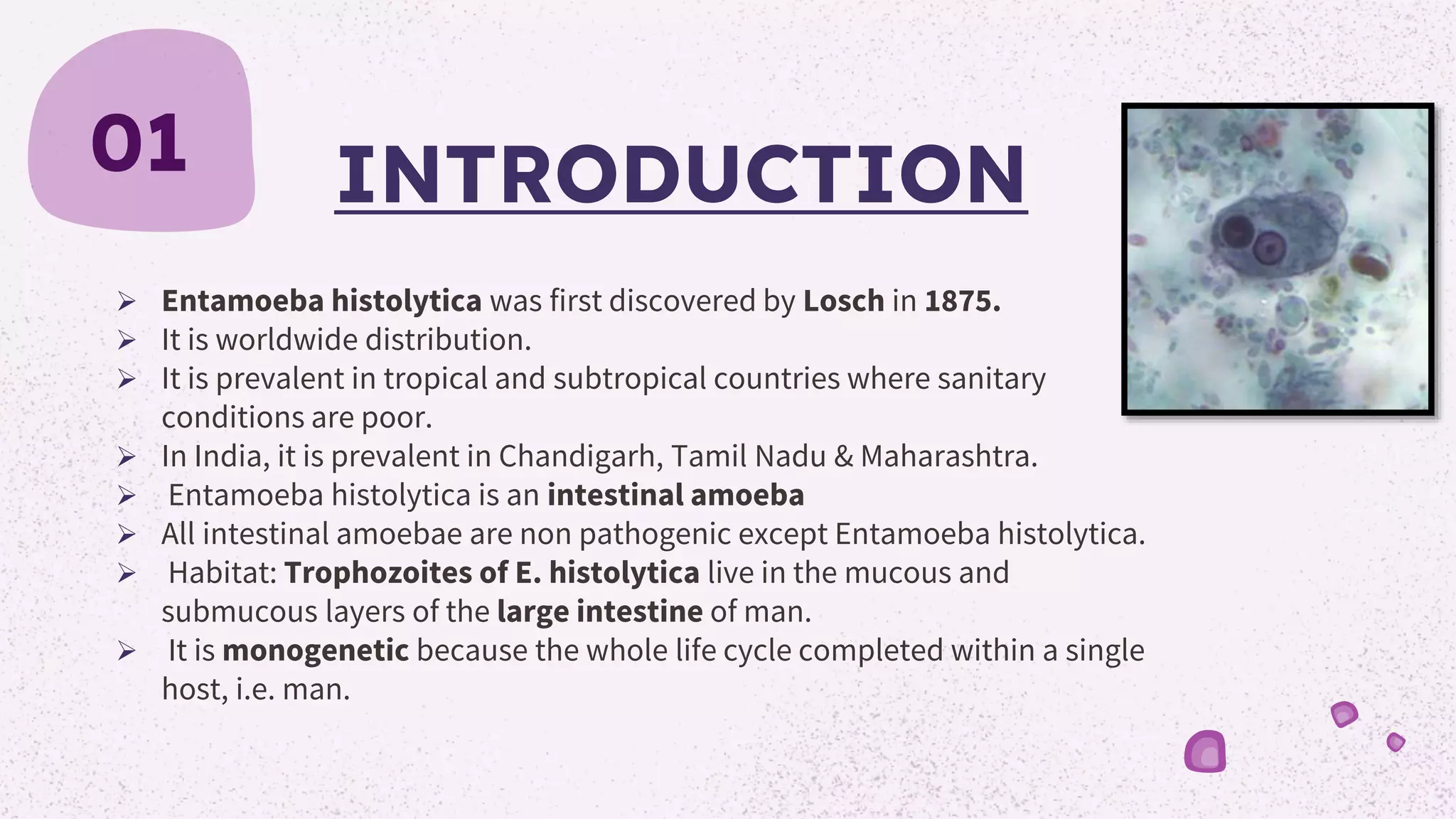 entamoeba histolytica.pptx