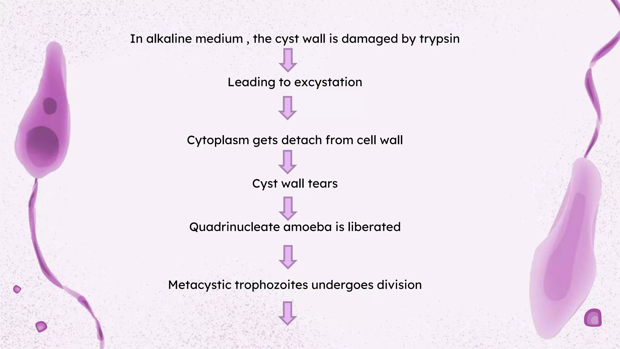 entamoeba histolytica.pptx
