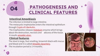 entamoeba histolytica.pptx