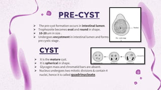 entamoeba histolytica.pptx