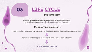 entamoeba histolytica.pptx