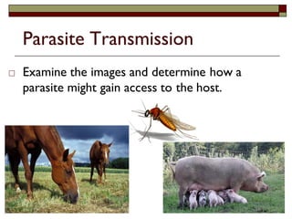 ParasiteHostRelationshipandLifeCycles.pdf