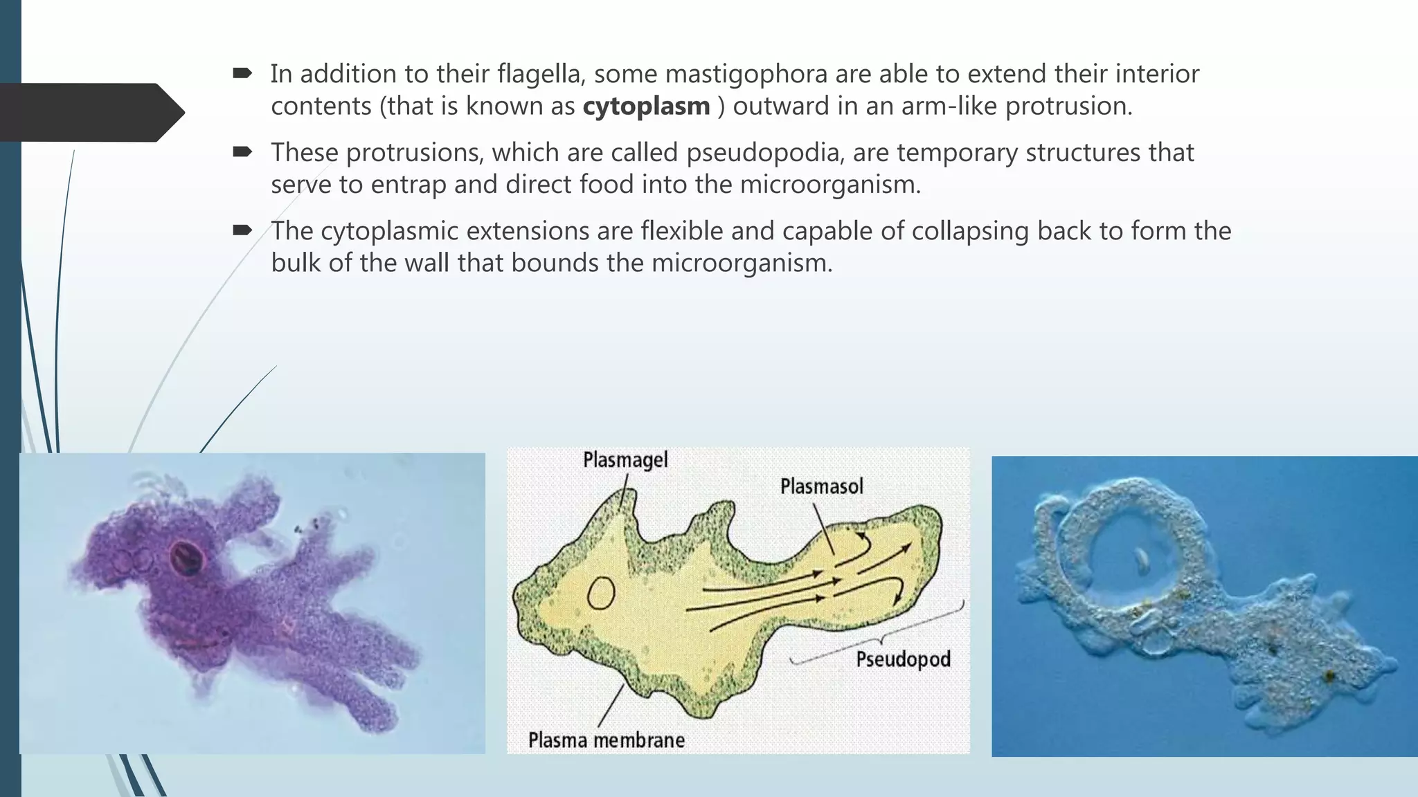 Parasite report | PPTX
