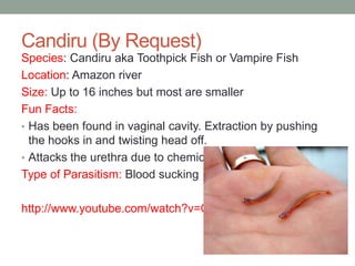 Parasites | PPT