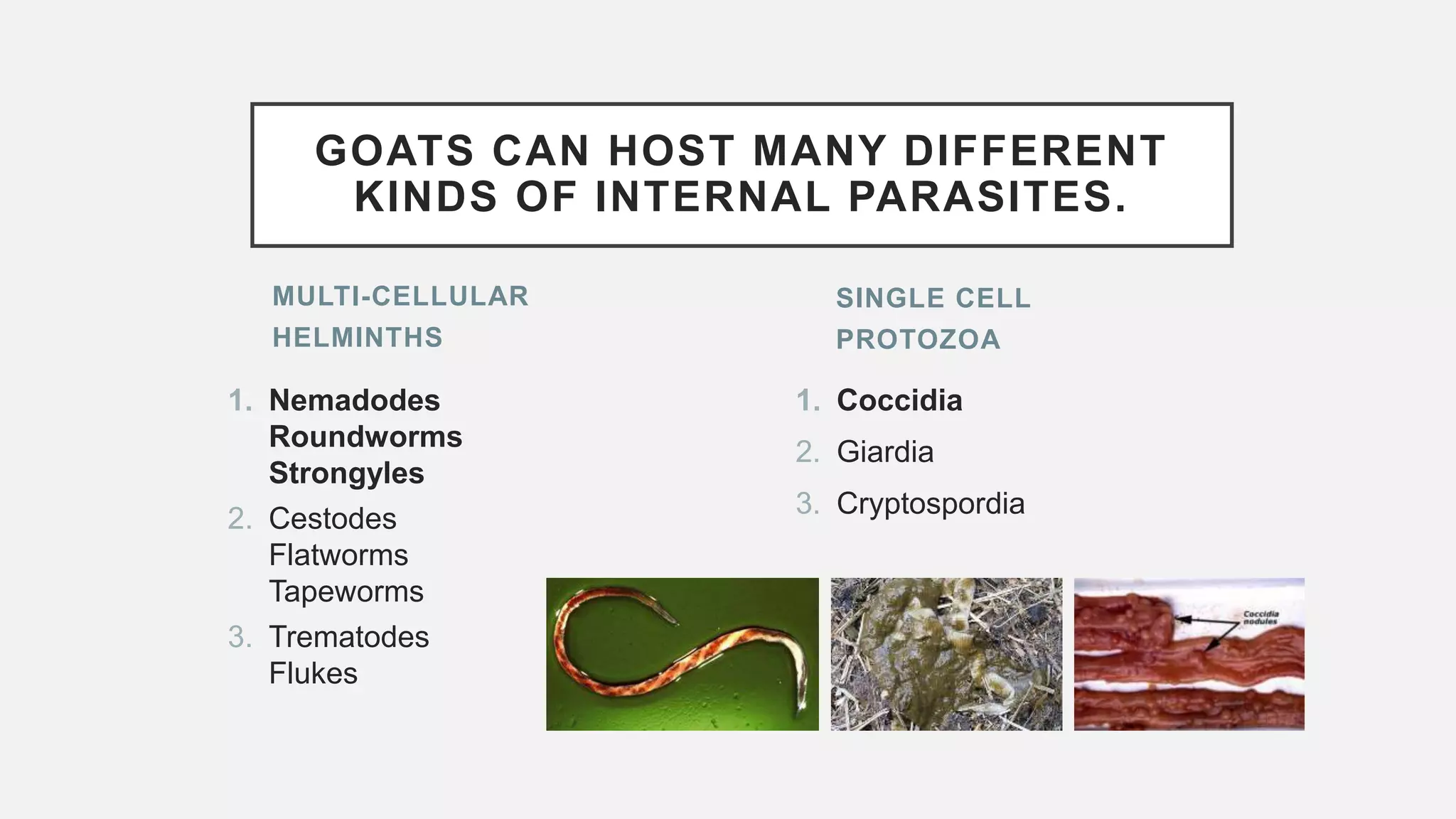 Parasites in Goats | PPTX