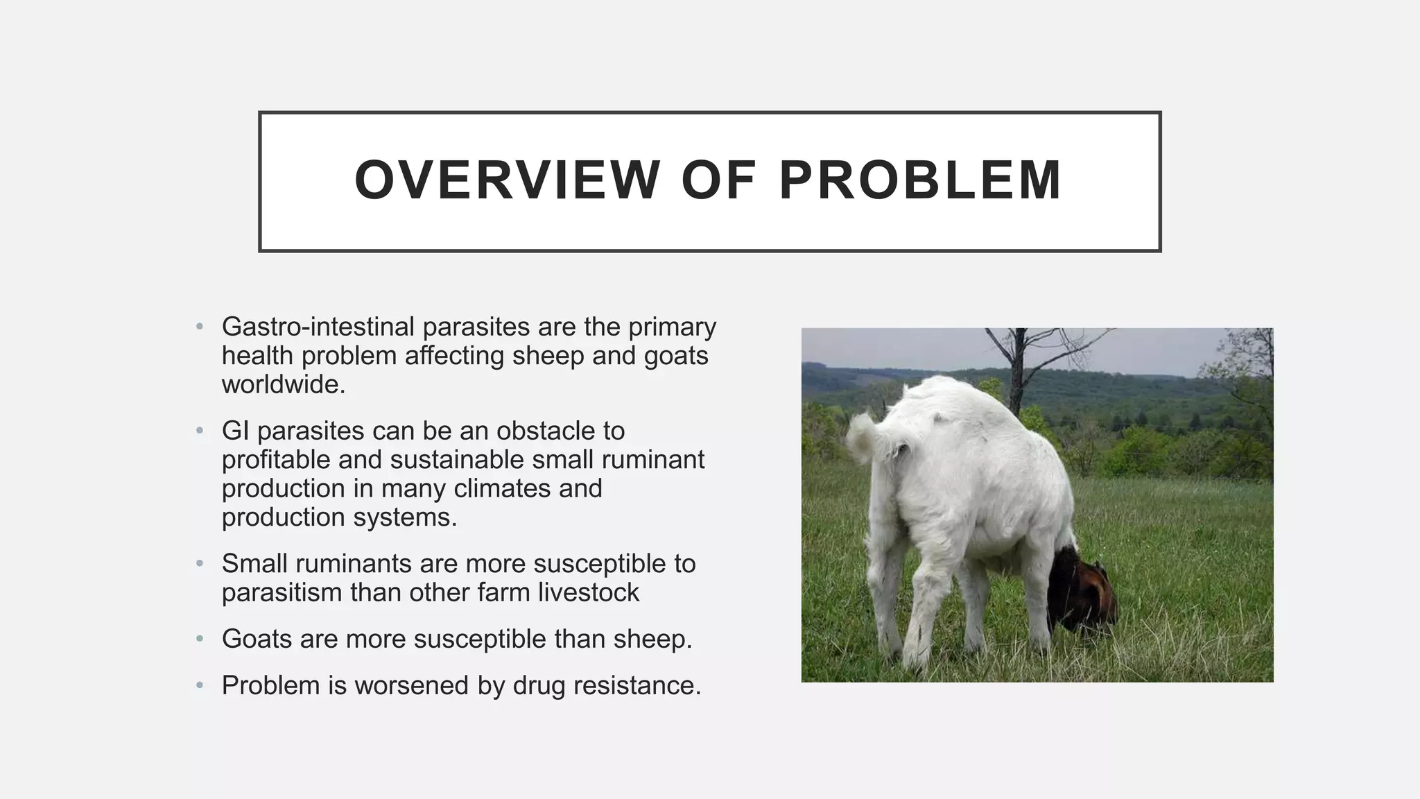 Parasites in Goats | PPTX