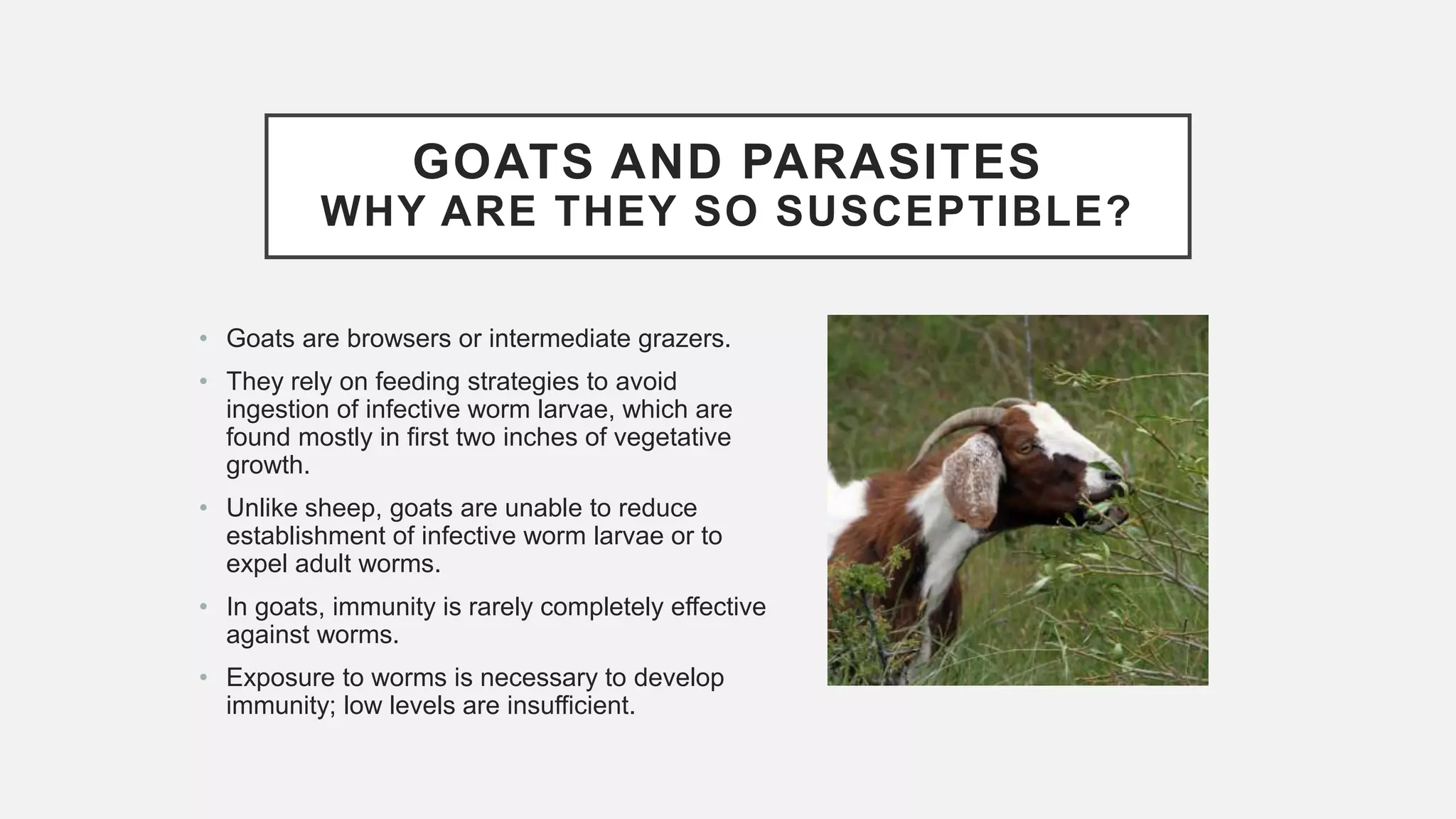 Parasites in Goats | PPTX