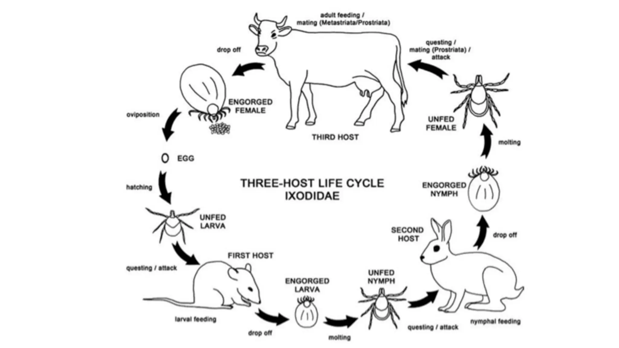 Animal Parasites and Diseases of livestock | PDF