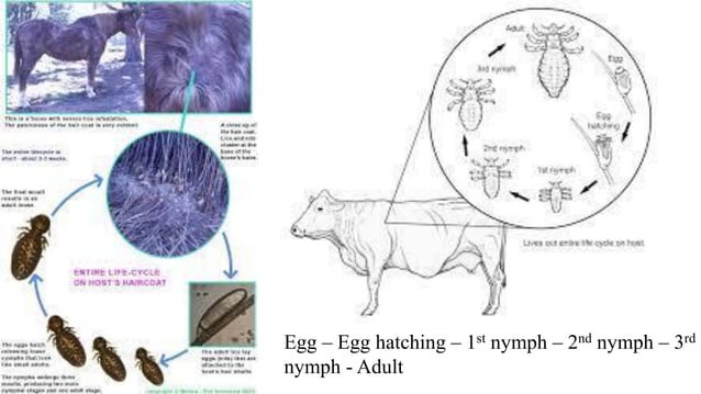 Animal Parasites and Diseases of livestock | PDF