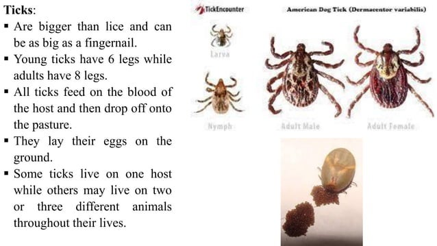 Animal Parasites and Diseases of livestock | PDF