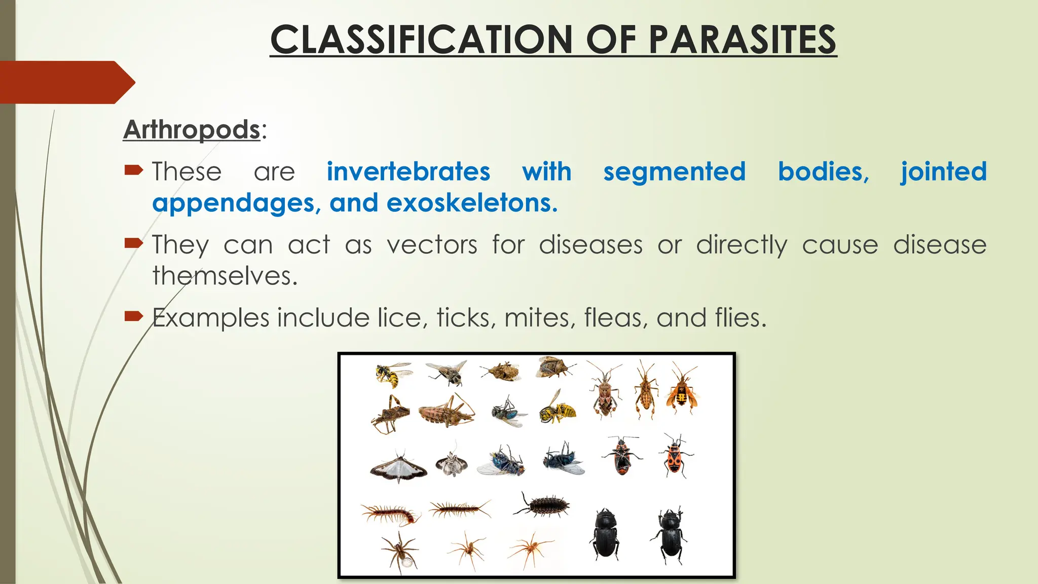 parasites/parasite in microbiology .pptx