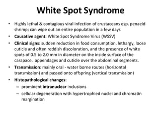 Parasites Lab 08 | PPT
