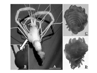 Parasites Lab 08 | PPT
