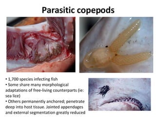 Parasites Lab 08 | PPT