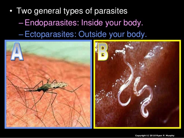 Parasites Lesson PowerPoint