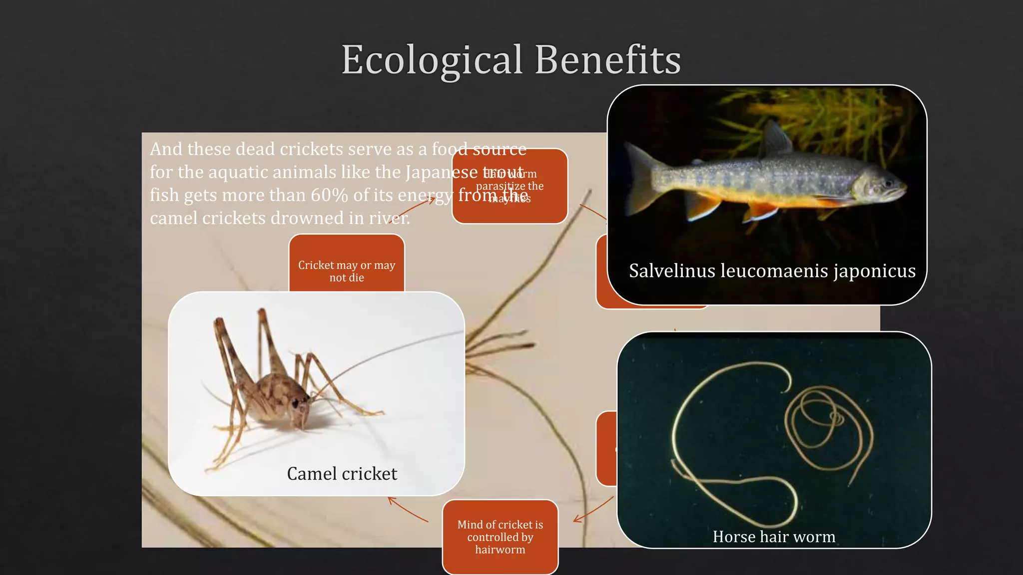 Parasites as Human Friends | PPTX