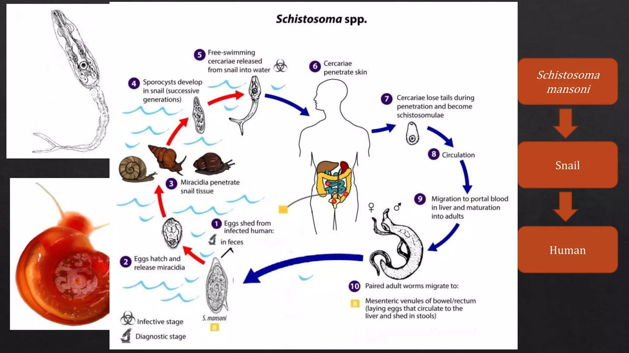 Parasites as Human Friends | PPTX
