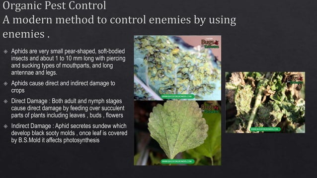 Parasites as Human Friends | PPTX