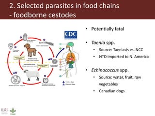 Parasites in food chains | PPT