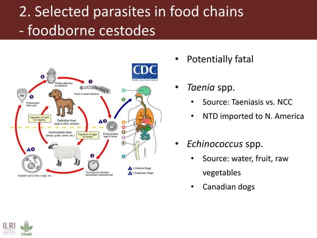 Parasites in food chains | PPT