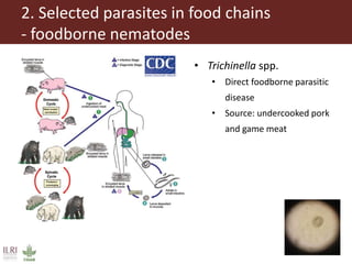 Parasites in food chains | PPTX