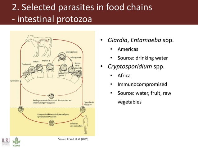 Parasites in food chains | PPT