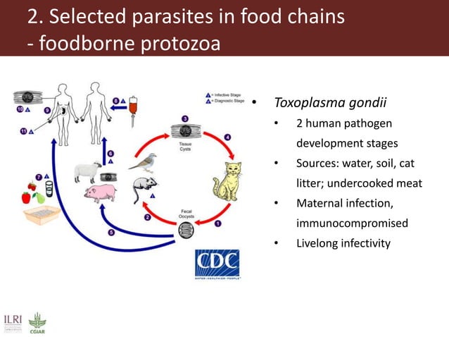 Parasites in food chains | PPT