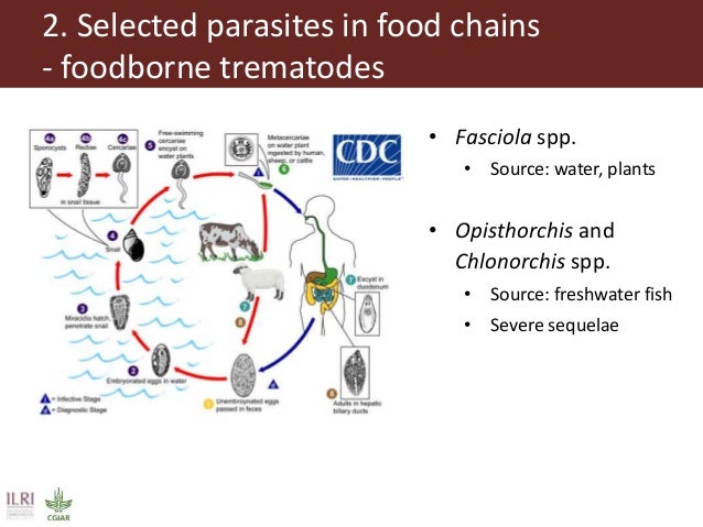 Parasites in food chains