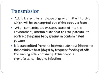 Echinococcus granulosus | PPTX