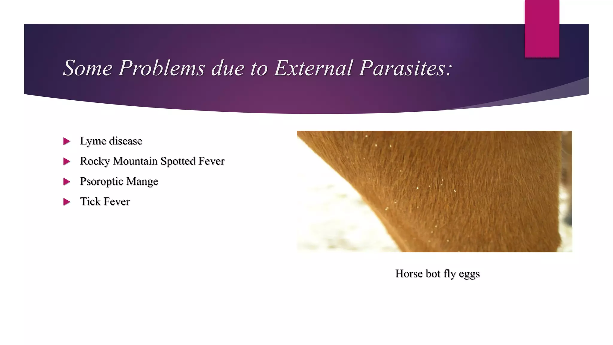 Parasites of Equines |Diagnose, Treatment | PDF