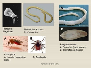 parasites of skin-1.pptx