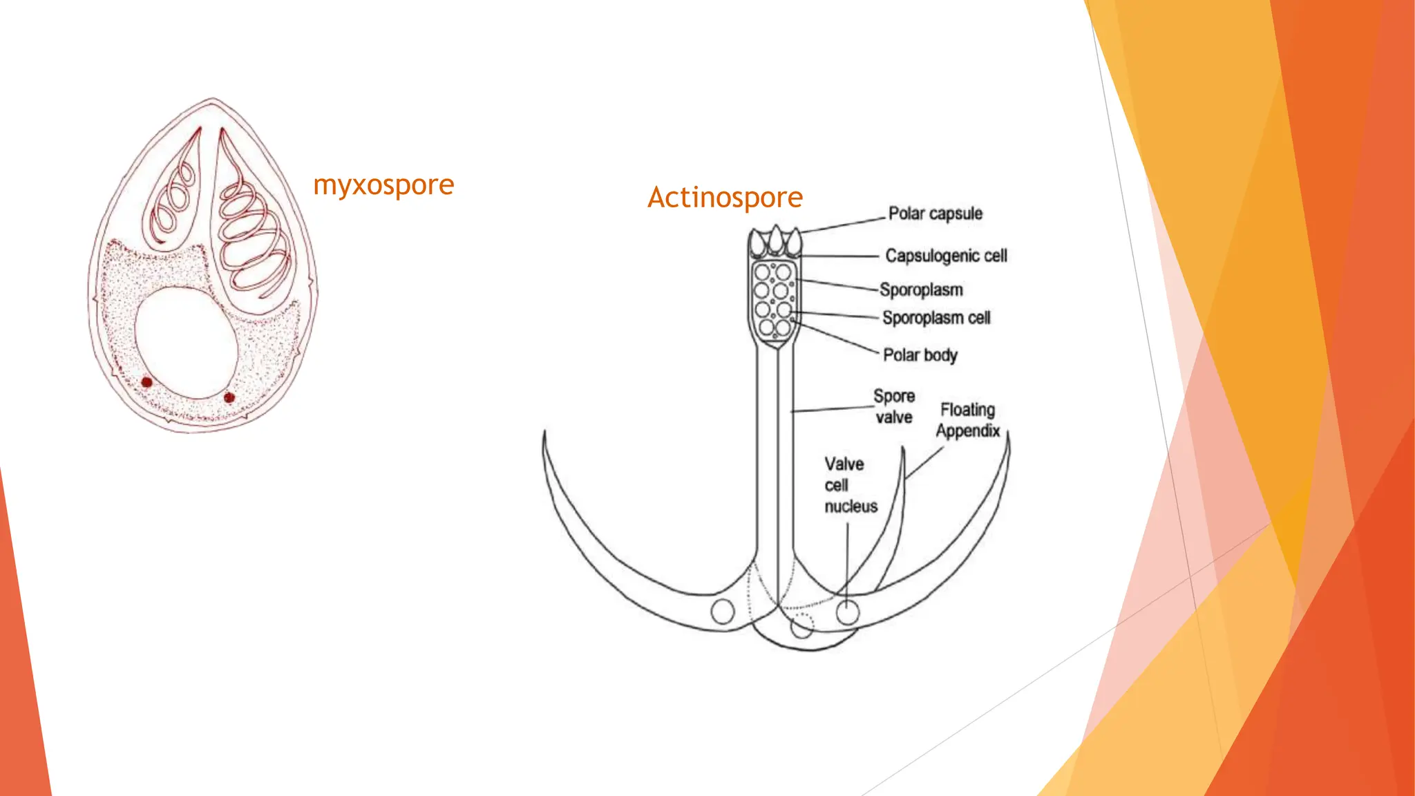 PARASITE WITH POLAR FILAMENTS PowerPoint presentation | PPTX