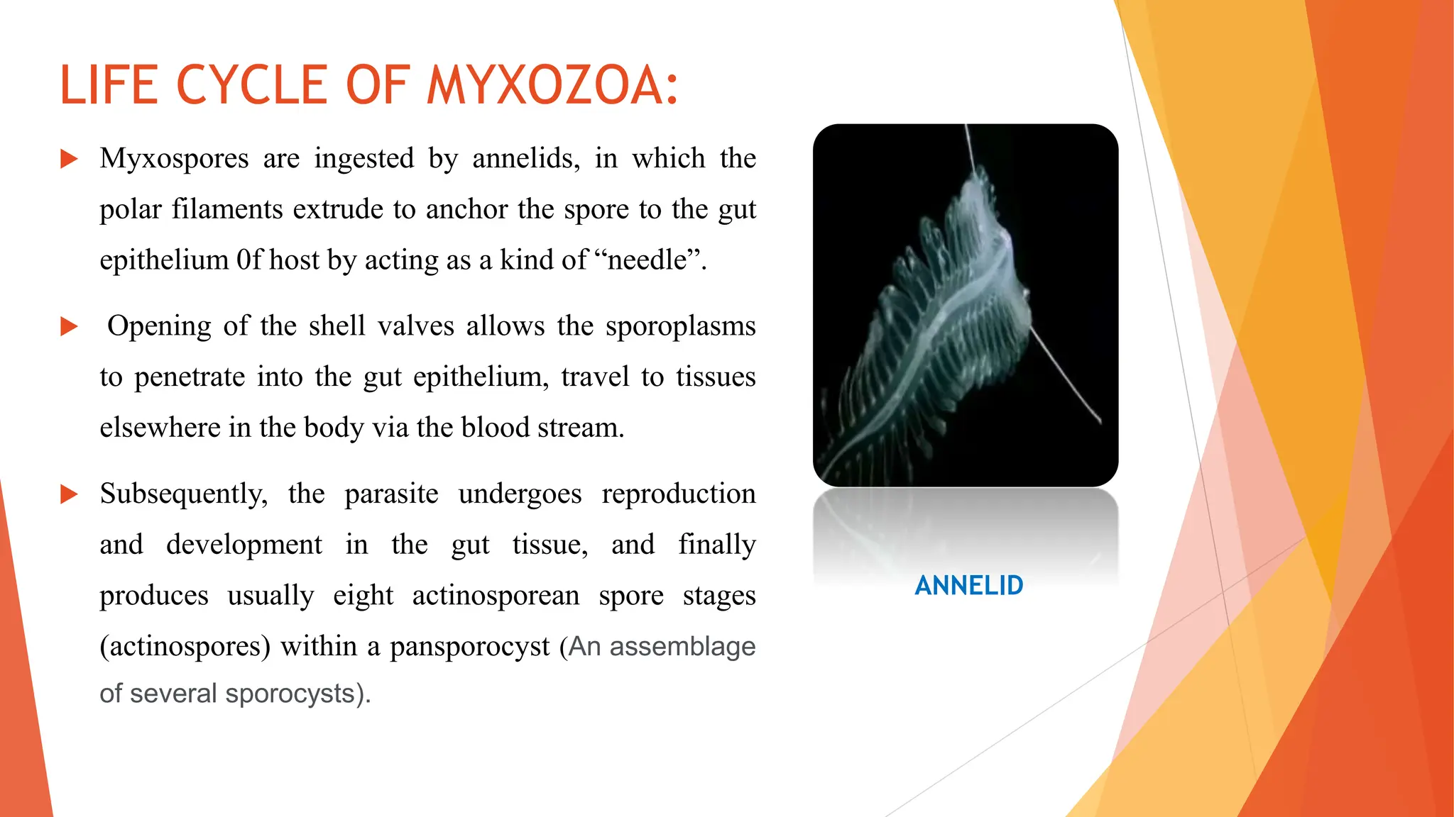 PARASITE WITH POLAR FILAMENTS PowerPoint presentation | PPTX