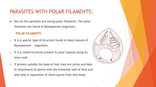 PARASITE WITH POLAR FILAMENTS PowerPoint presentation | PPTX